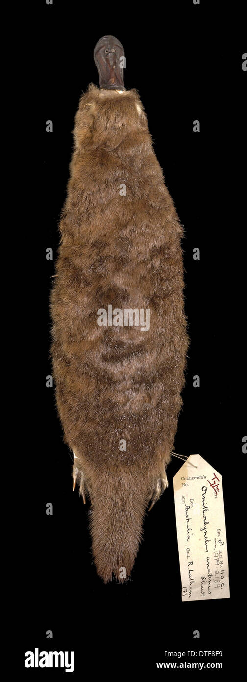 Ornithorhynchus anatinus, duck-billed platypus Stock Photo - Alamy