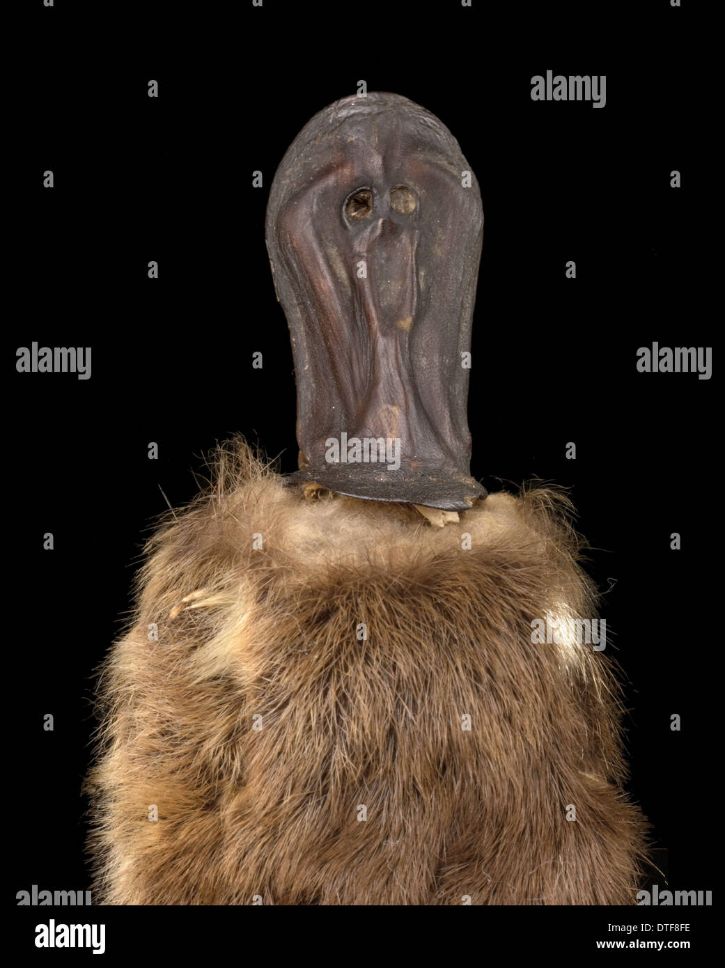 Ornithorhynchus anatinus anatomy hi-res stock photography and images ...