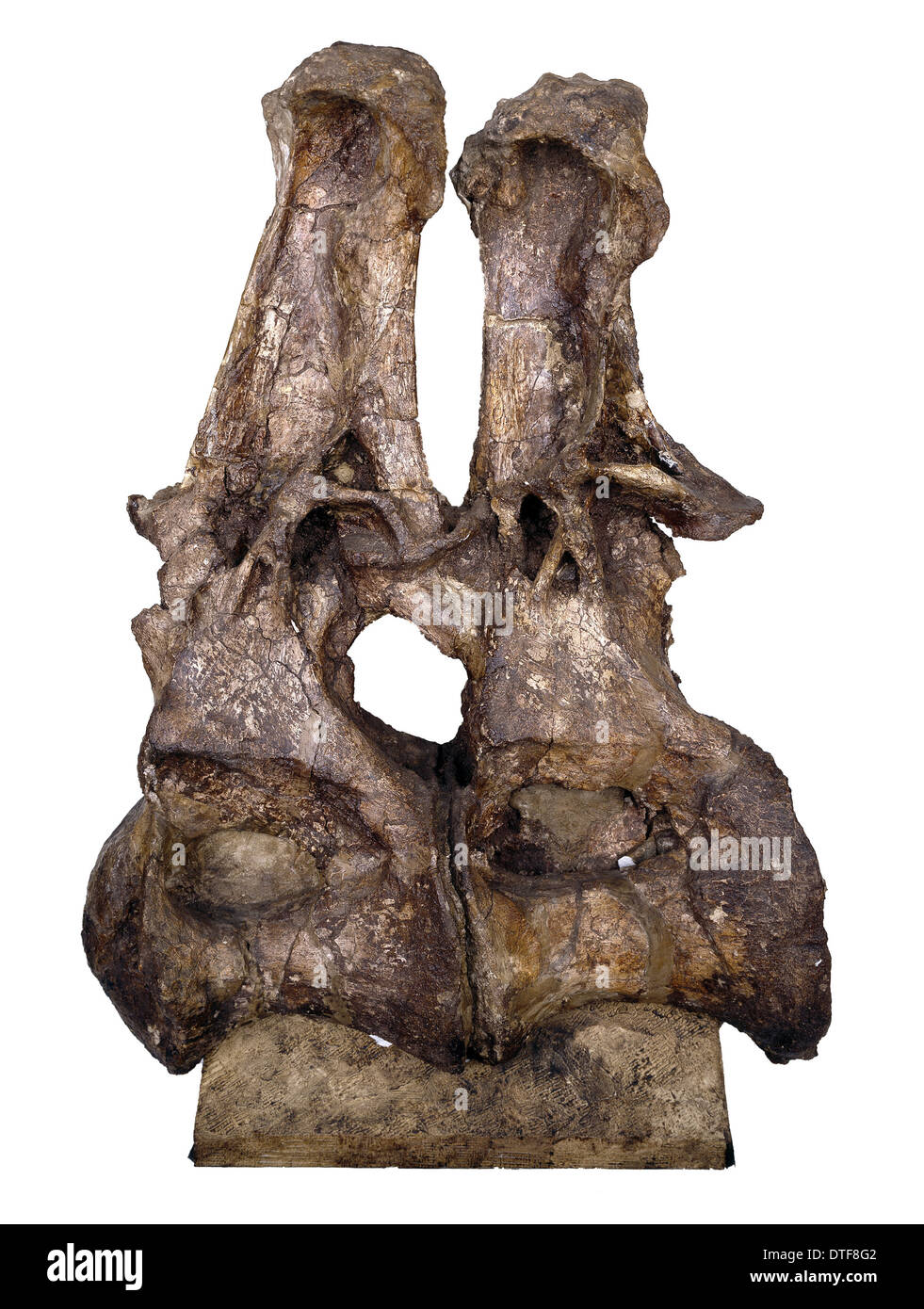 Brachiosaur back vertebra Stock Photo - Alamy