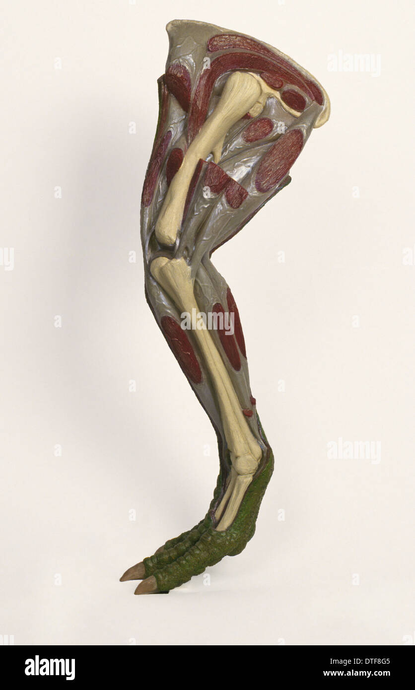 Dinosaur leg bone hi-res stock photography and images - Alamy