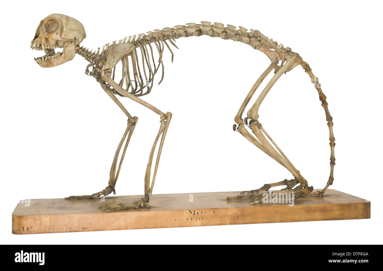 Monkey skeleton hi-res stock photography and images - Alamy