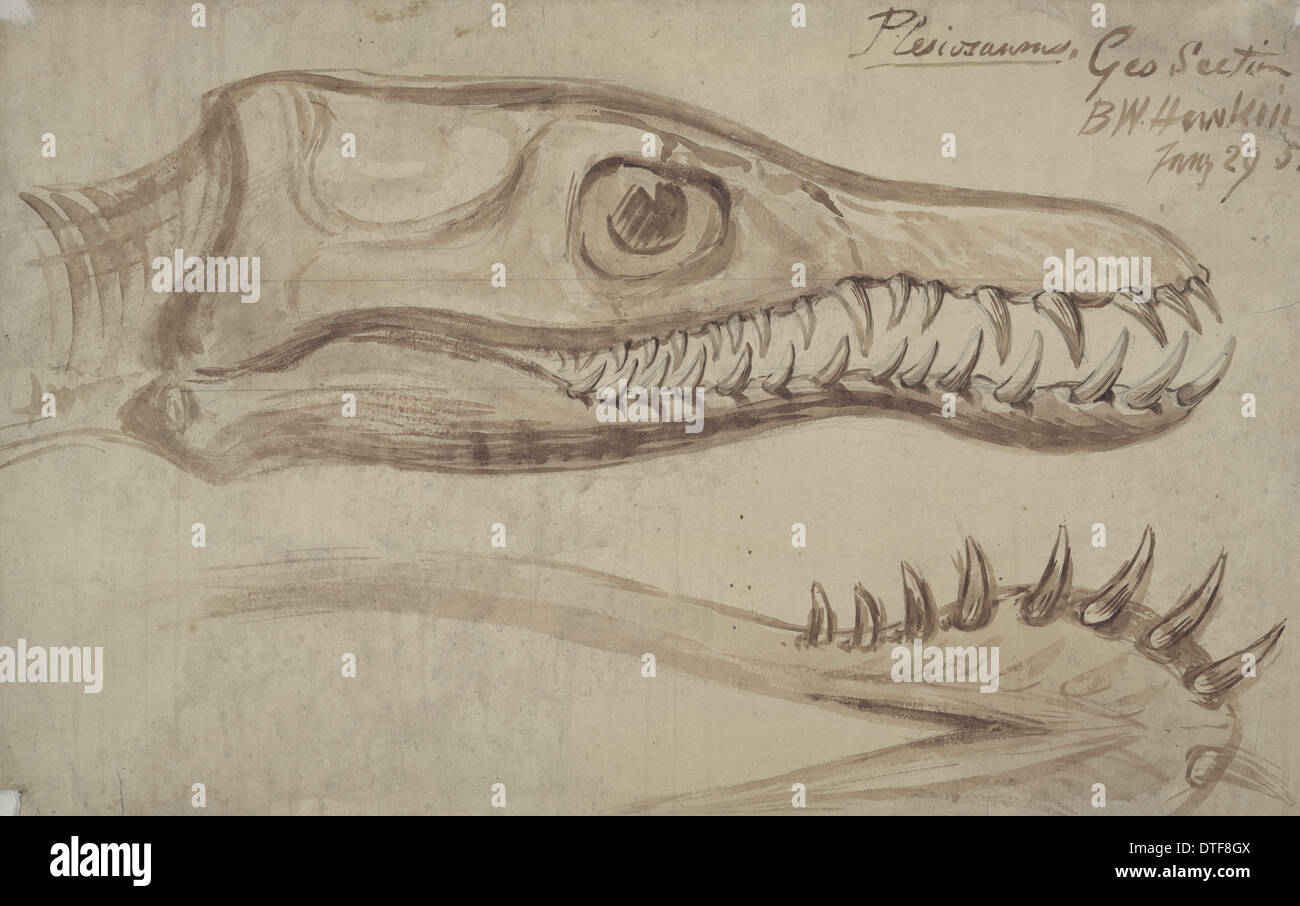 Plesiosauridae High Resolution Stock Photography and Images - Alamy