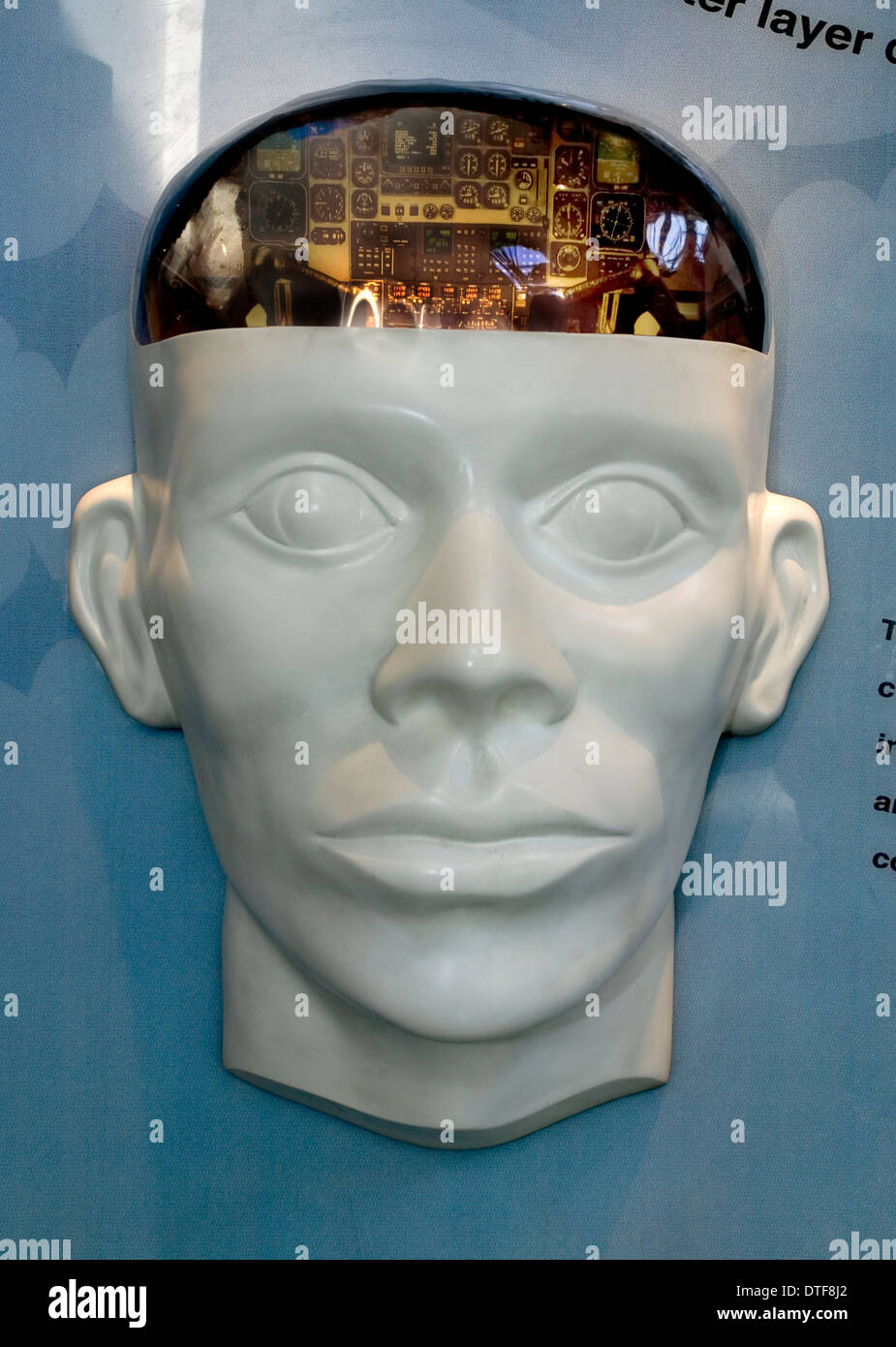 Human Brain Display Stock Photo - Alamy