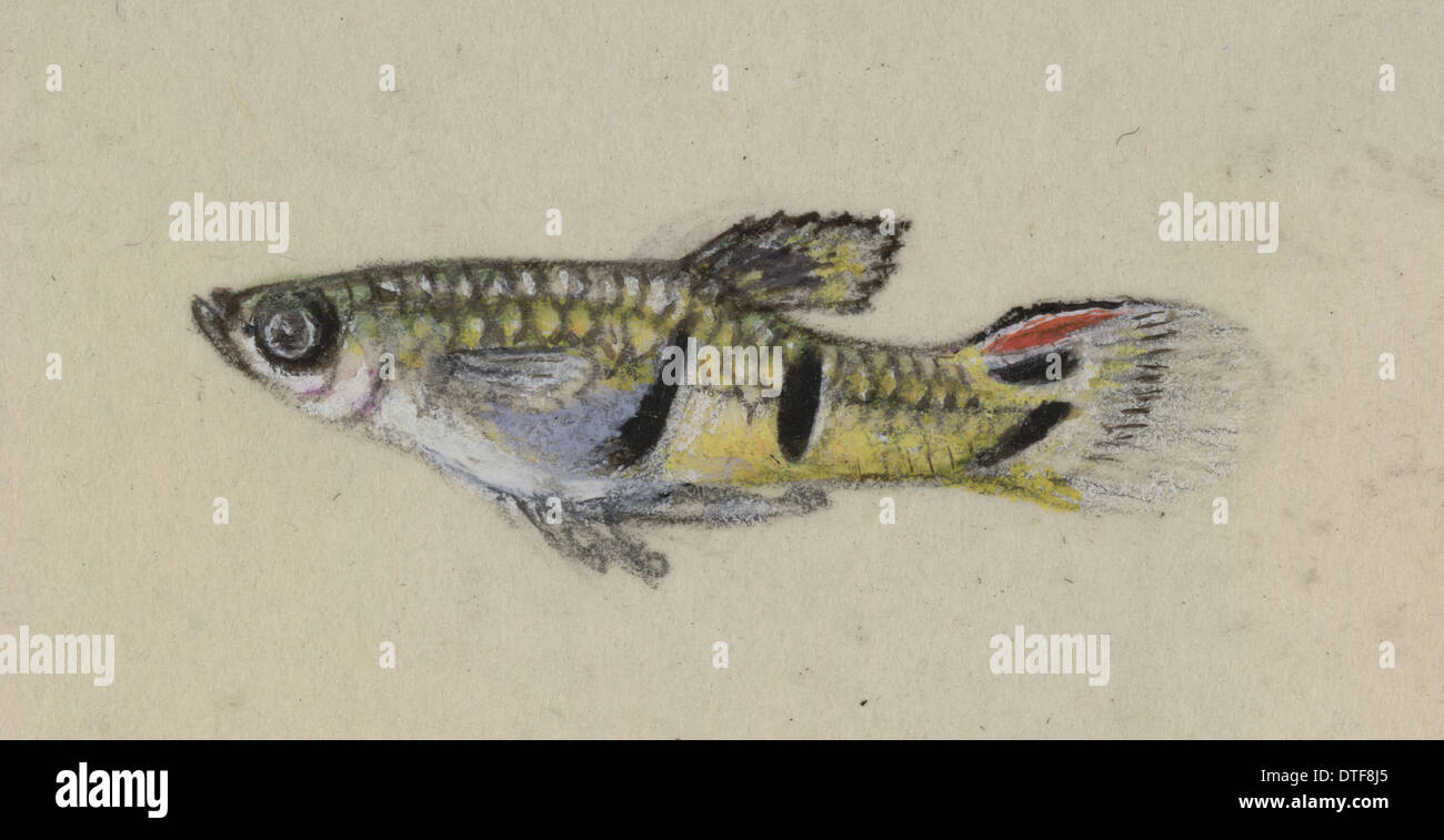 Poeciliidae hi-res stock photography and images - Alamy