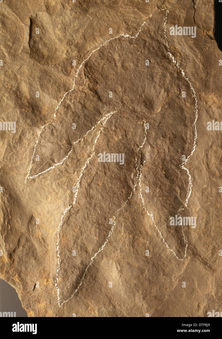 Three toed dinosaur footprint hi-res stock photography and images - Alamy