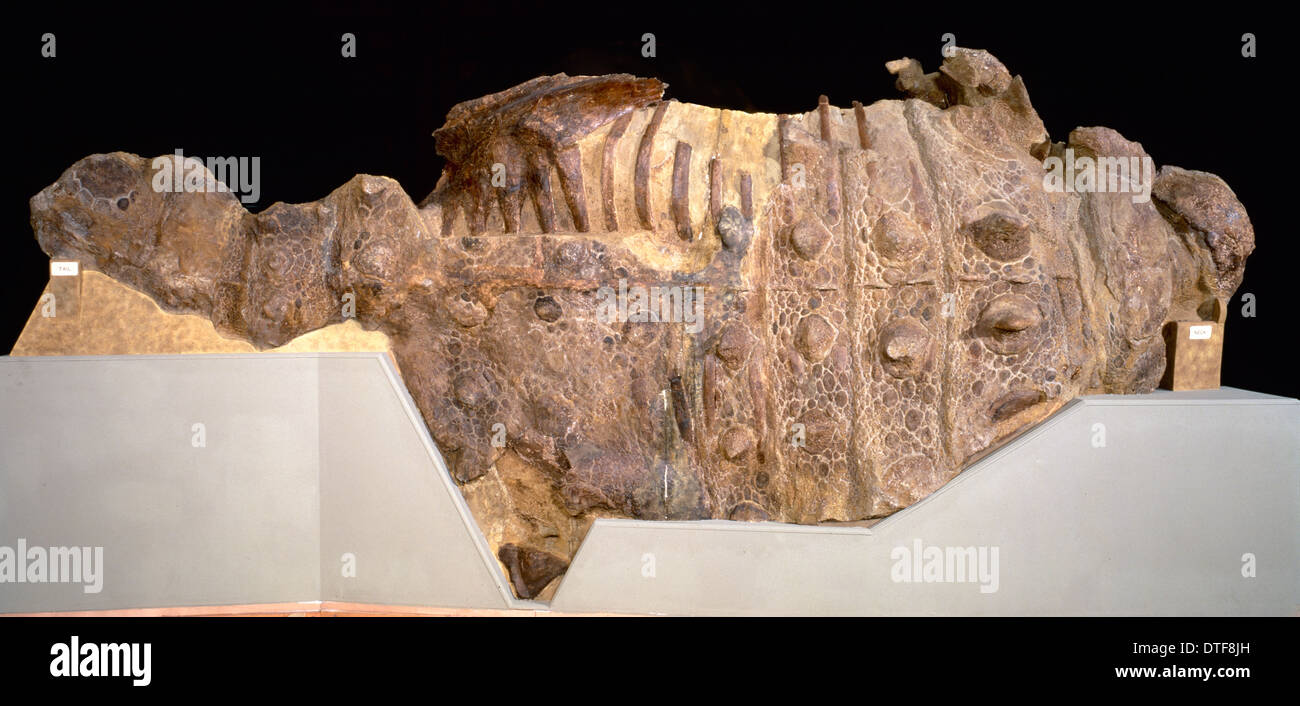 Anodontosaurus hi-res stock photography and images - Alamy