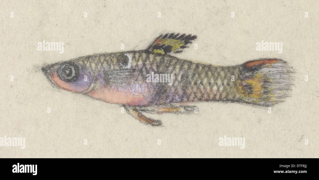 Poeciliidae hi-res stock photography and images - Alamy