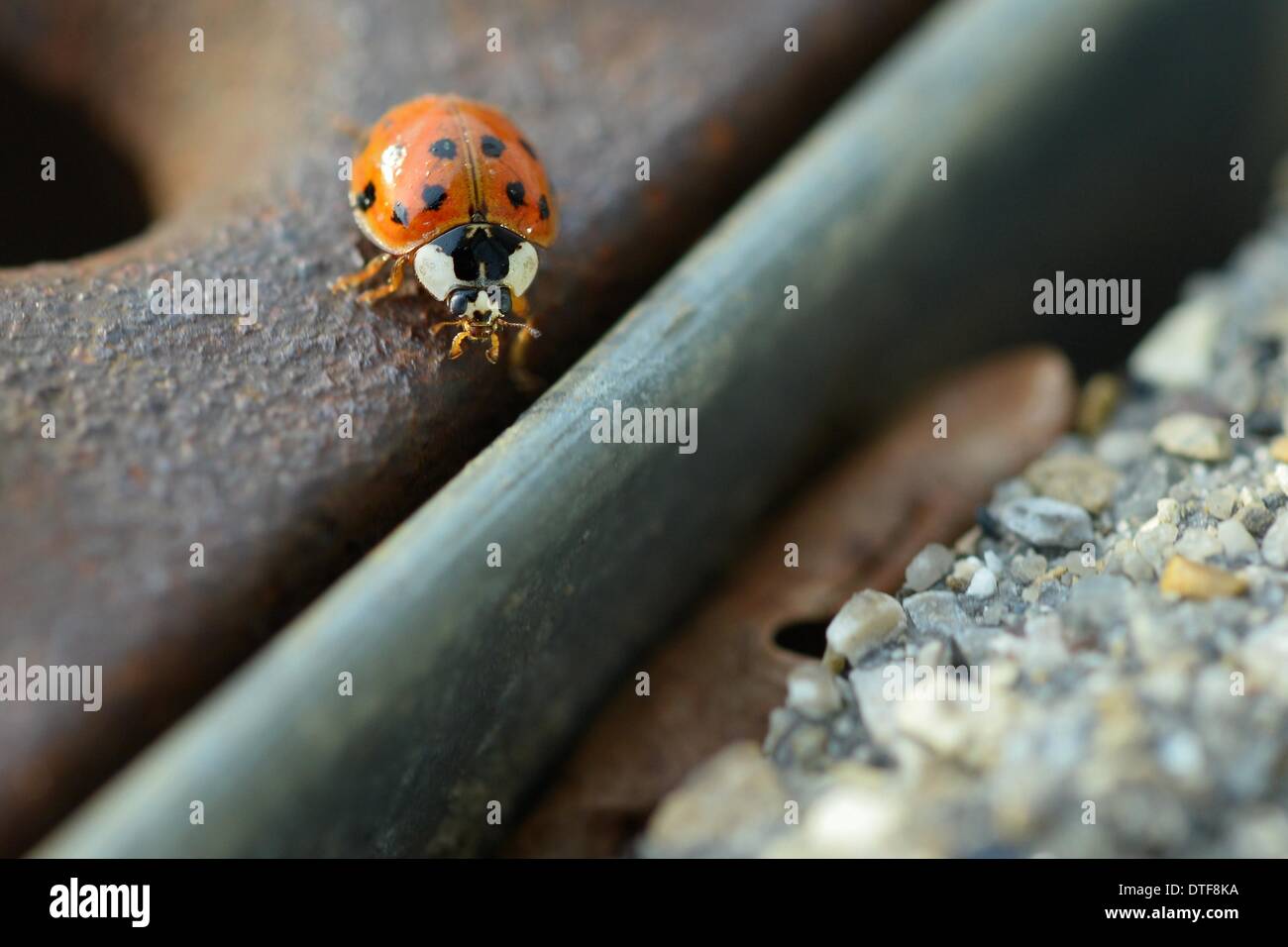 Friedrichshafen, Germany. 17th Feb, 2014. An Asian ladybug crawls on ...