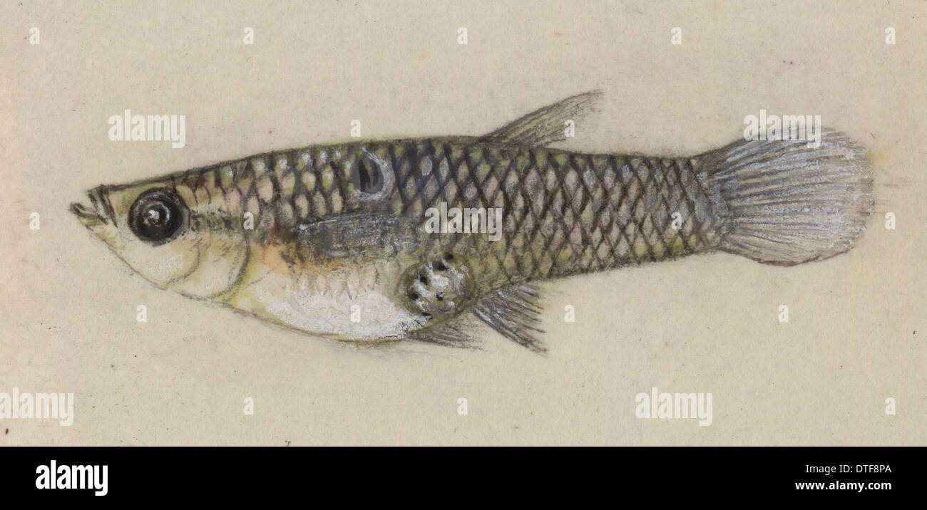 Poeciliidae hi-res stock photography and images - Alamy