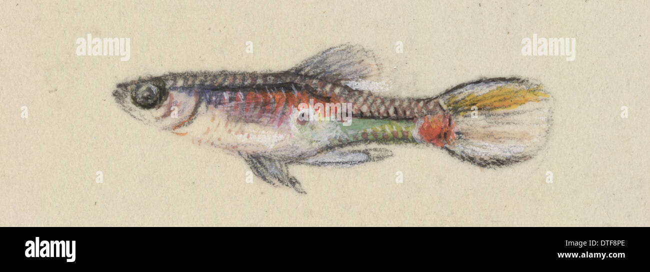 Poeciliidae sp, Guppy Stock Photo - Alamy