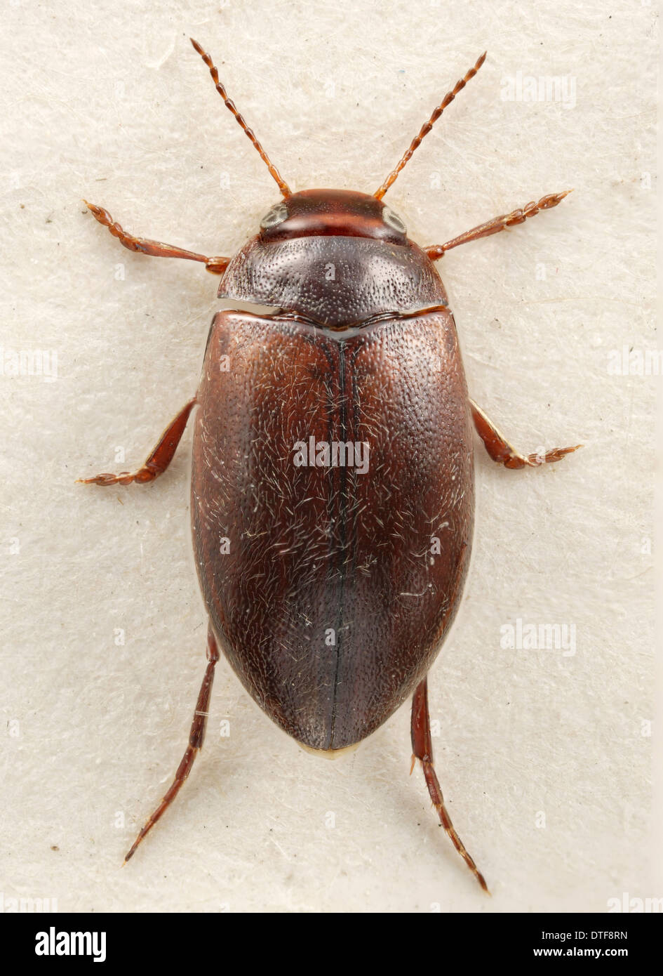 Hydroporinae hi-res stock photography and images - Alamy