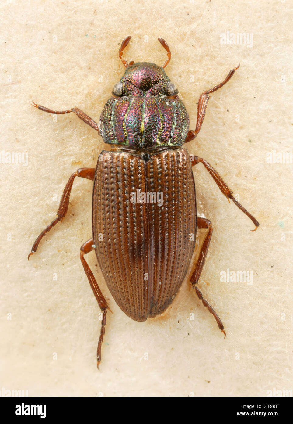 Helophorus laticollis, water beetle Stock Photo - Alamy