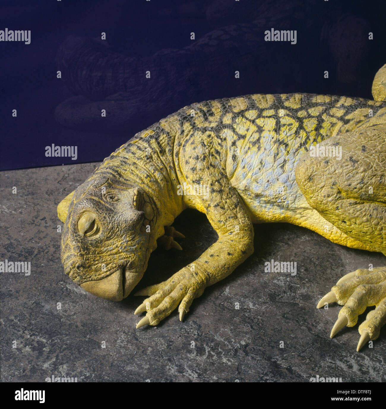 Psittacosaurus hi-res stock photography and images - Alamy