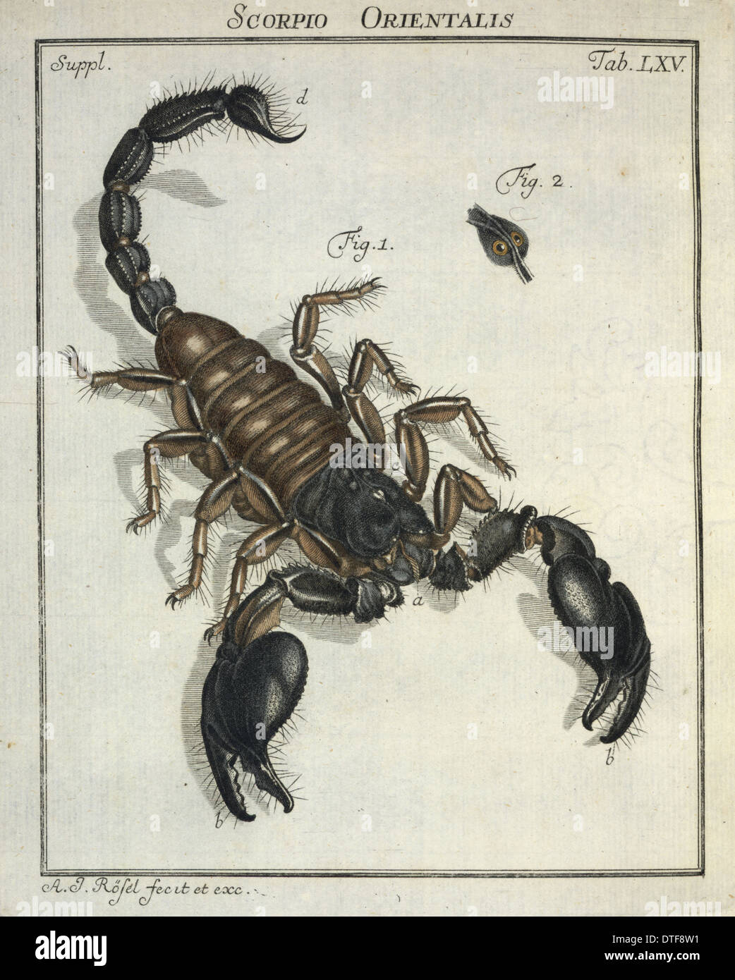 Scorpio hi-res stock photography and images - Alamy