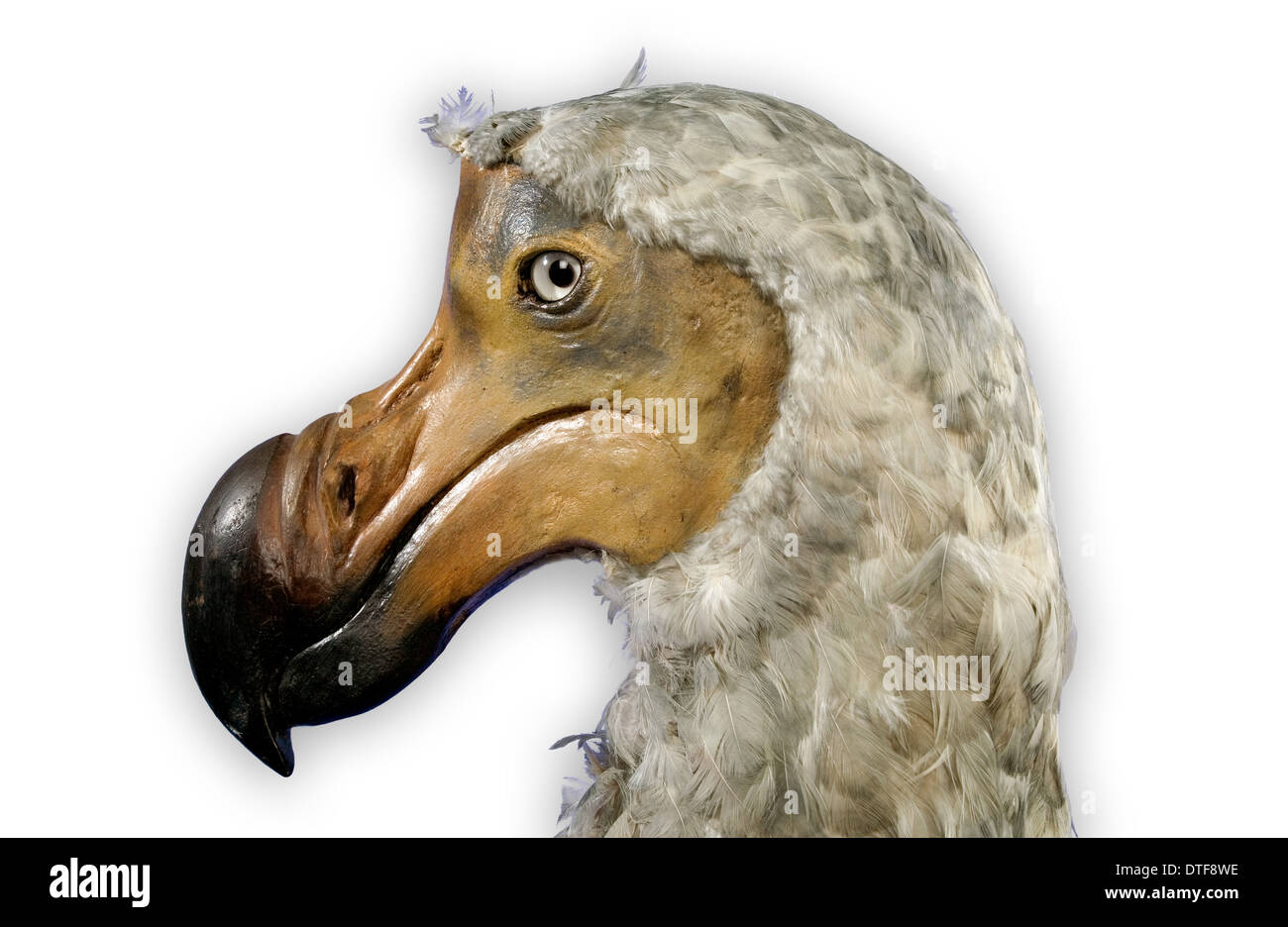 Raphus cucullatus, dodo Stock Photo - Alamy