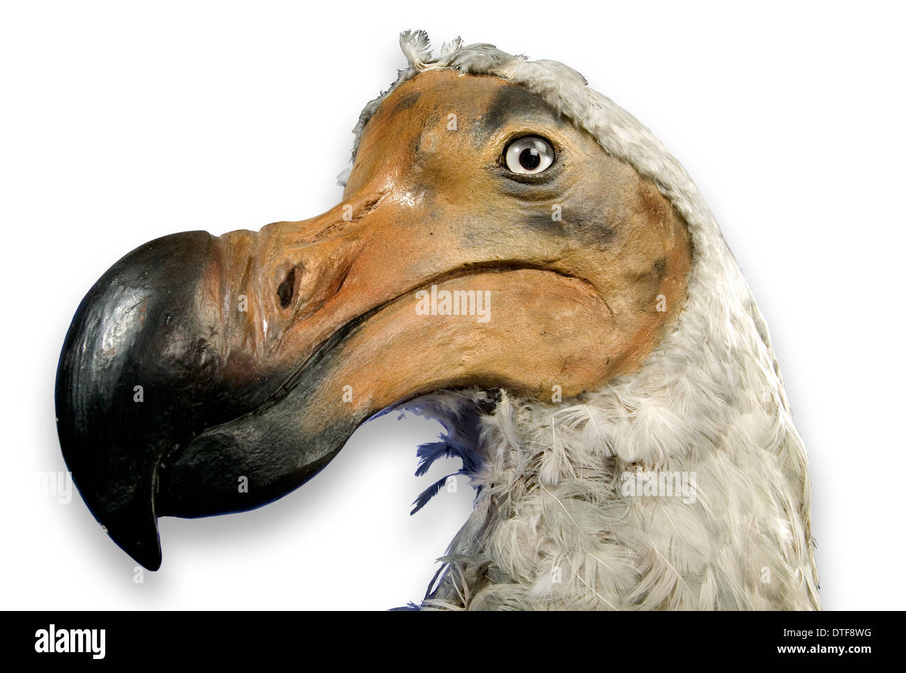 Raphus cucullatus, dodo Stock Photo - Alamy