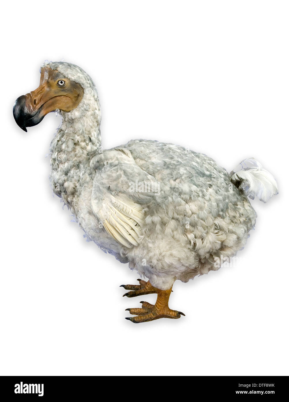 Dodo bird hi-res stock photography and images - Alamy