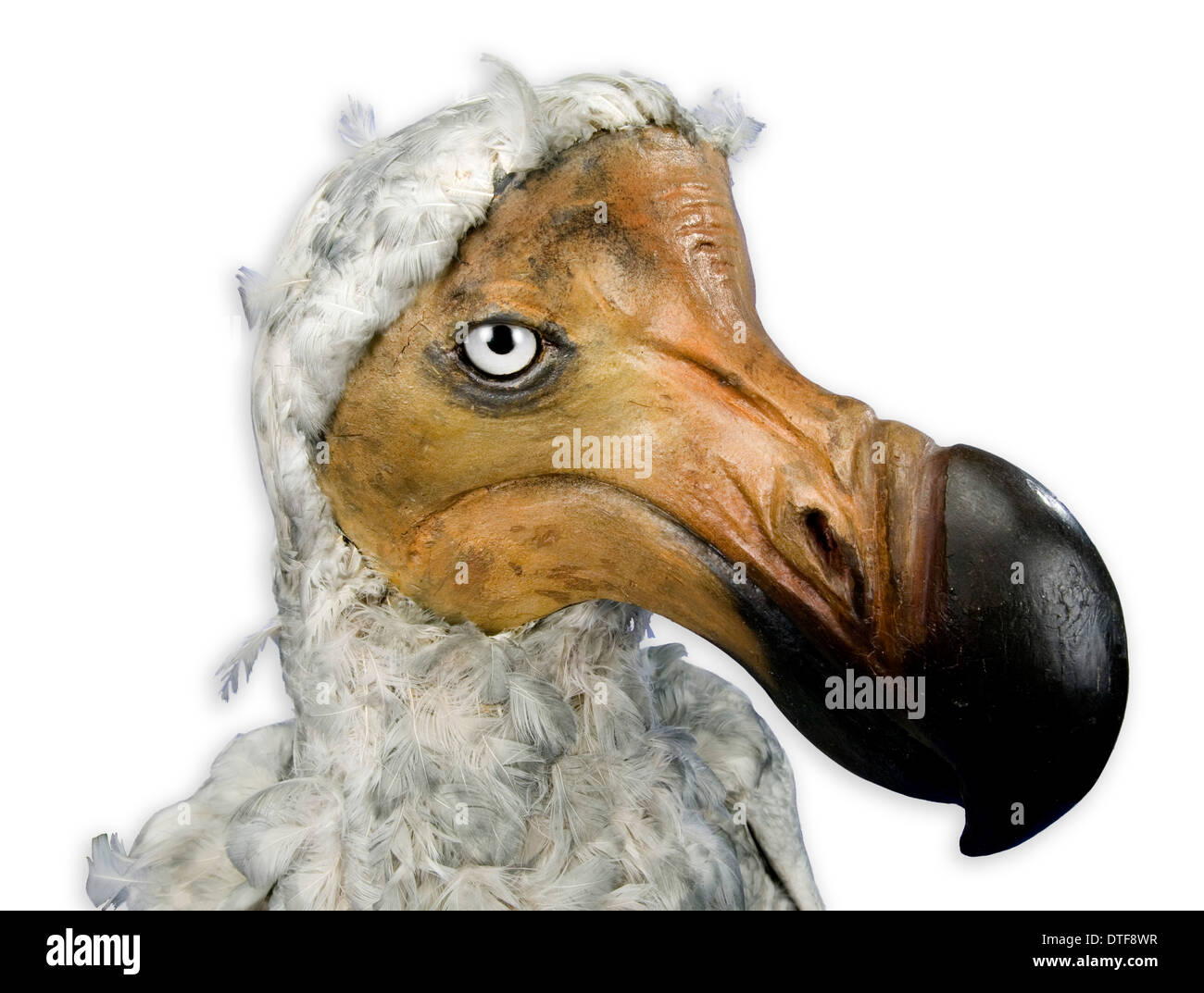 Raphus cucullatus, dodo Stock Photo - Alamy