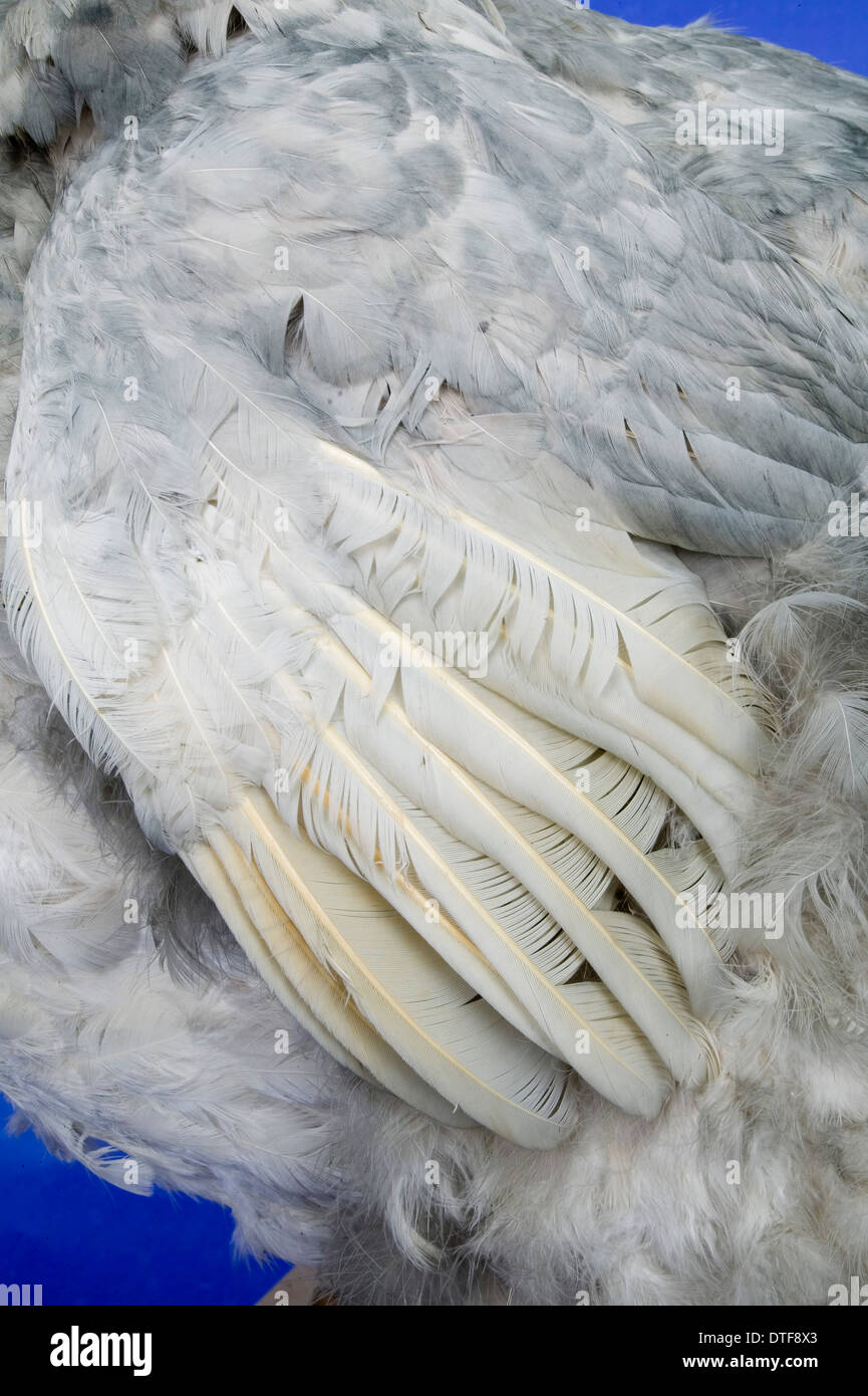 Raphus hi-res stock photography and images - Alamy