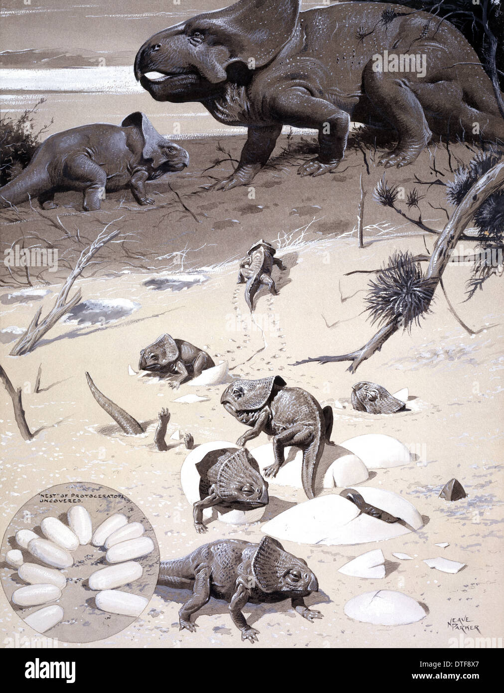 Protoceratops hi-res stock photography and images - Alamy