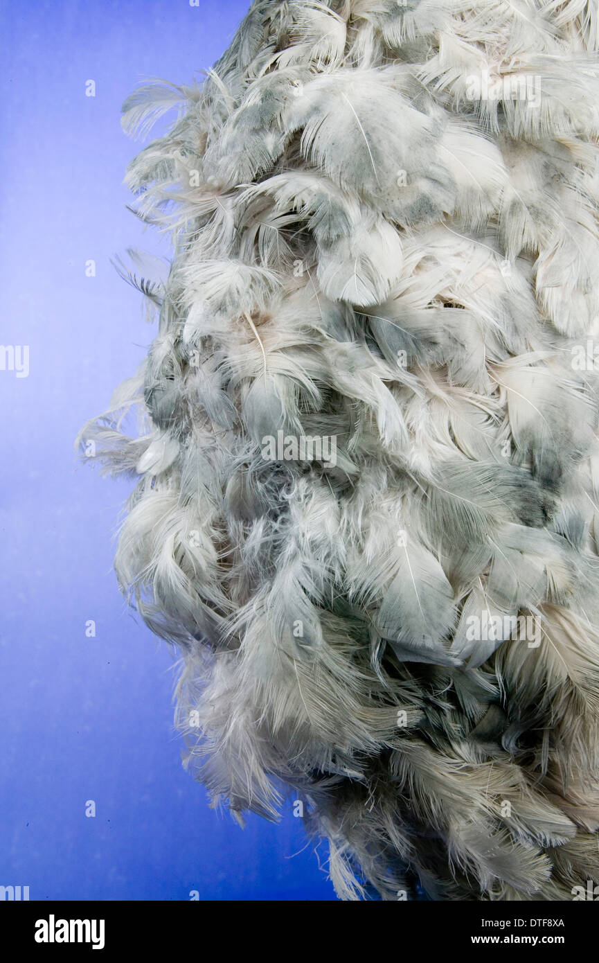 Raphus hi-res stock photography and images - Alamy