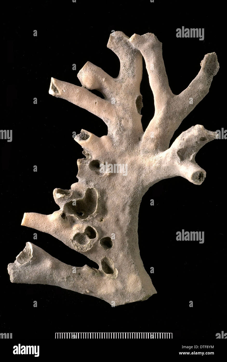 Jellyfish fossil hi-res stock photography and images - Alamy