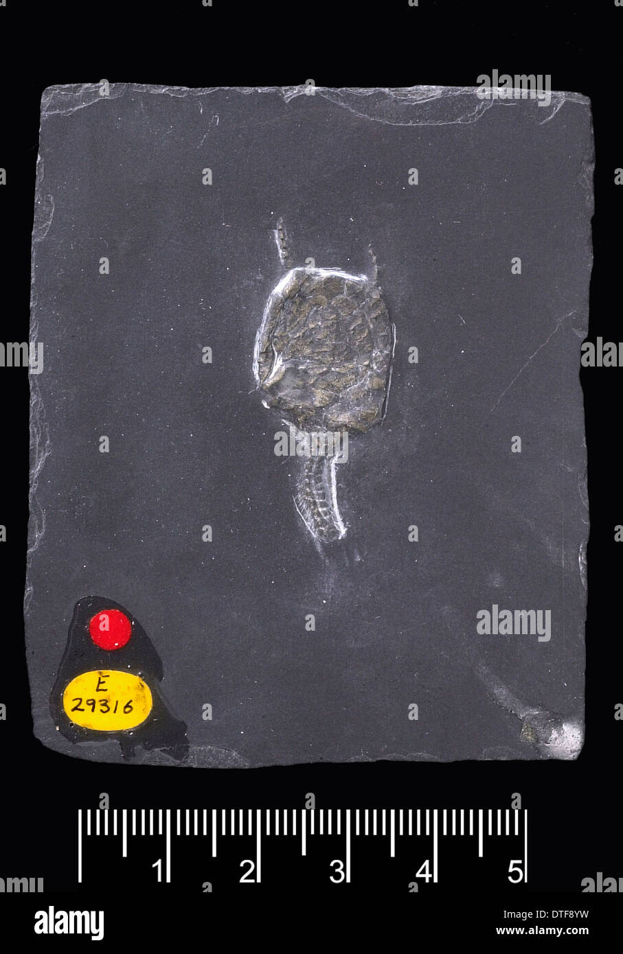 Echinoderm fossil hi-res stock photography and images - Alamy