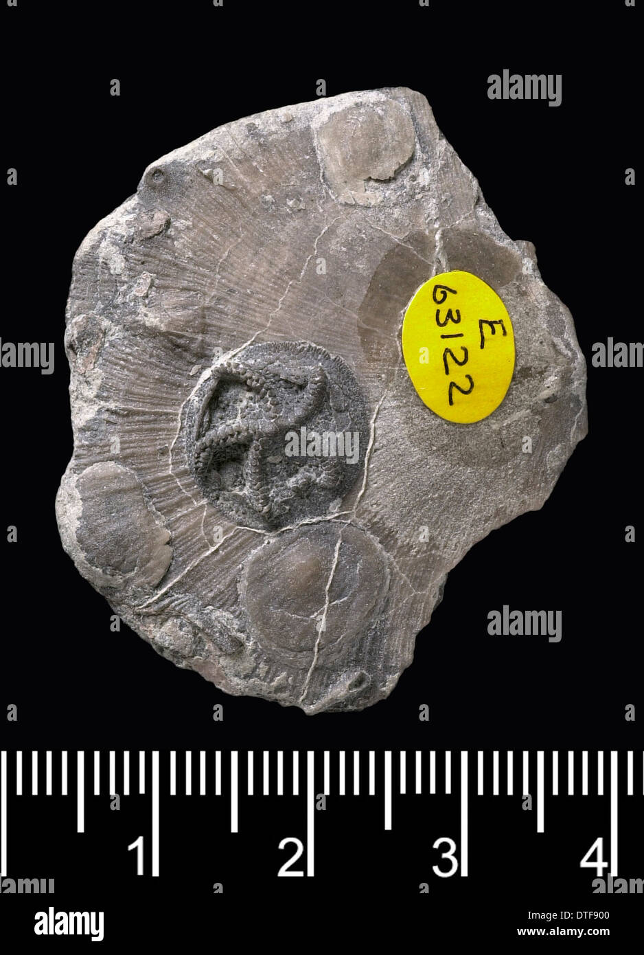Echinoderm fossil hi-res stock photography and images - Alamy
