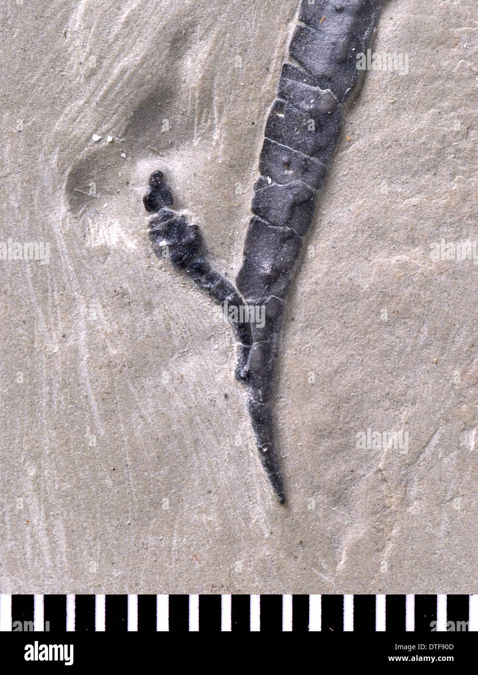 Echinoderm Fossil High Resolution Stock Photography and Images - Alamy