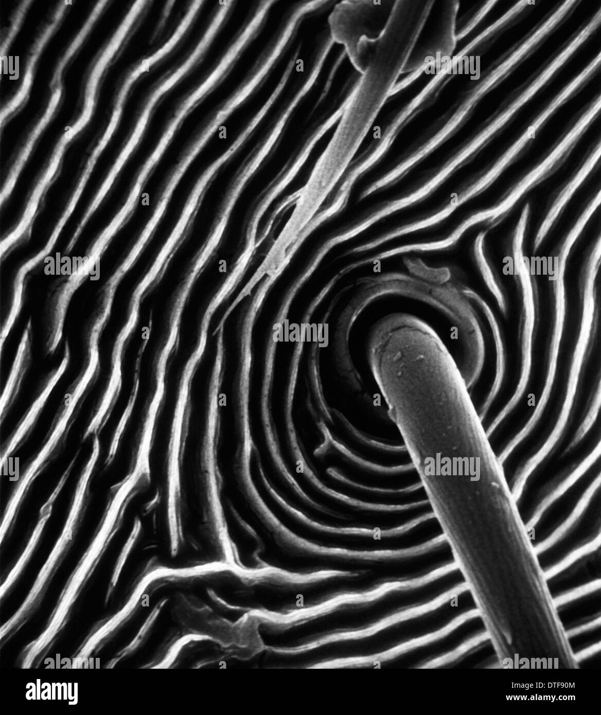 Animal Hair Microscope Black and White Stock Photos & Images - Alamy