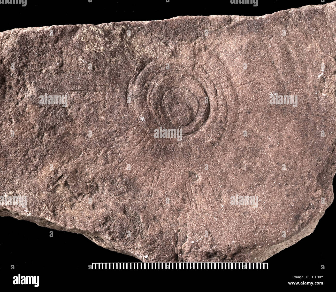 Precambrian Jellyfish Fossils