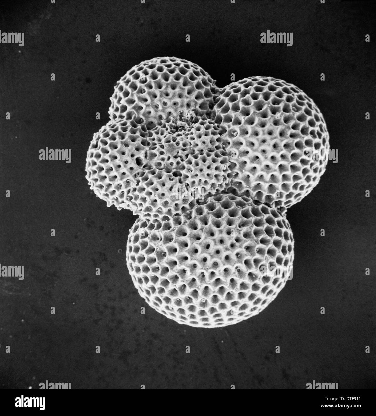 Retaria hi-res stock photography and images - Alamy