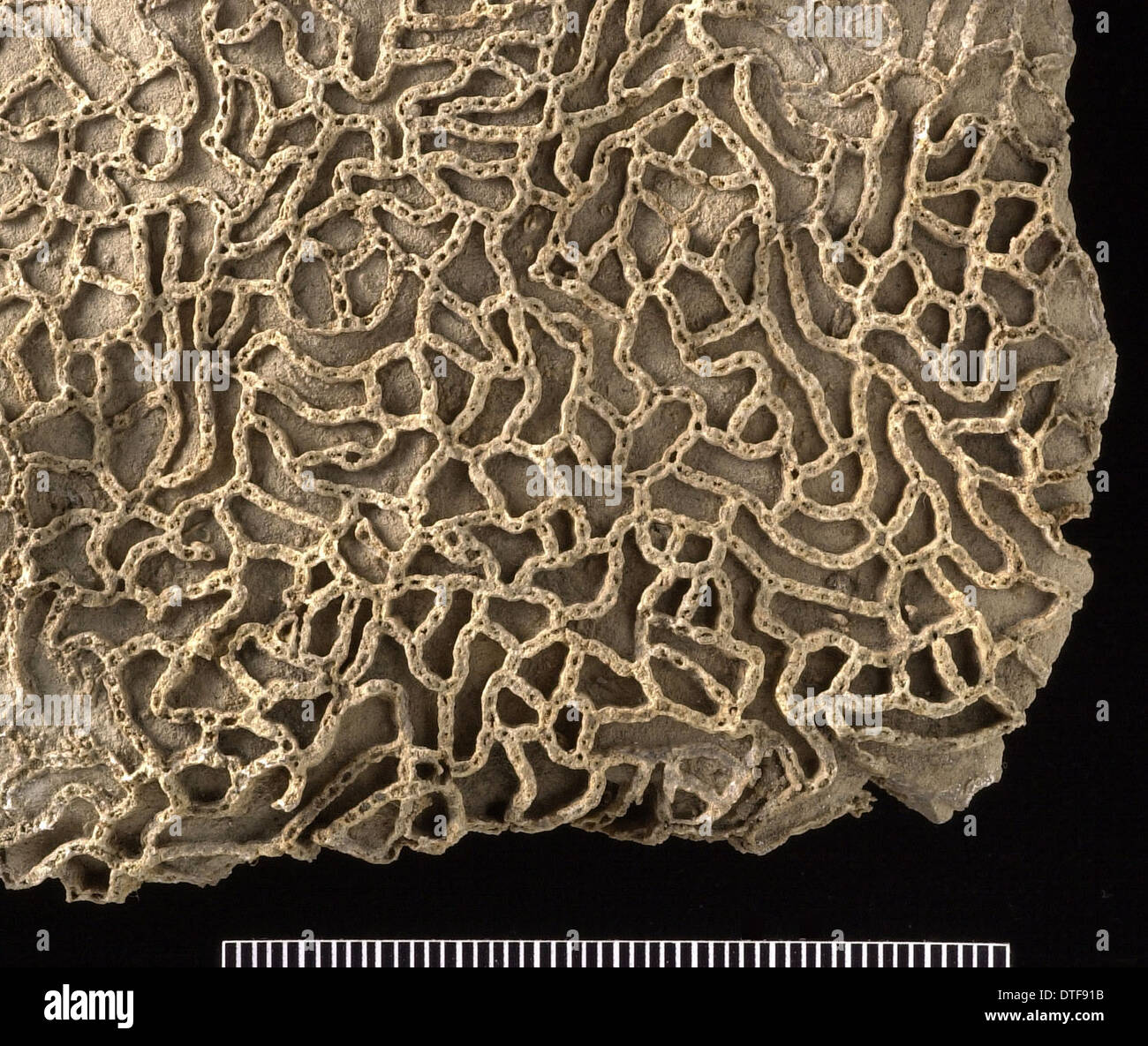 Silurian coral fossil hi-res stock photography and images - Alamy