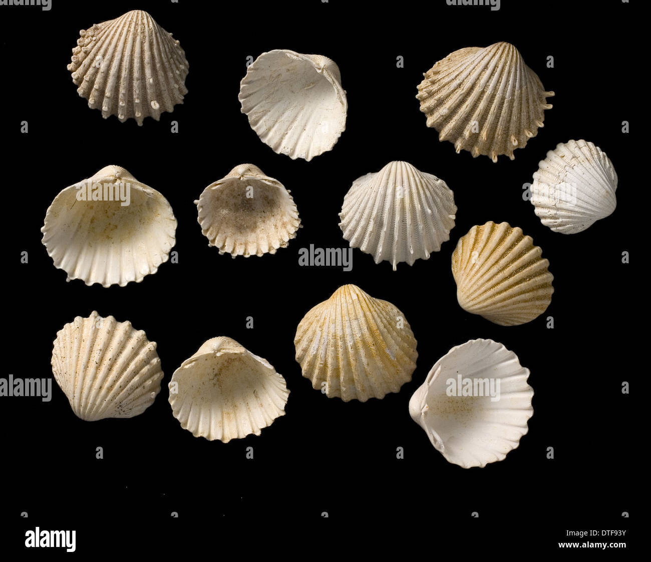 Shells from the genus Cardium Stock Photo - Alamy