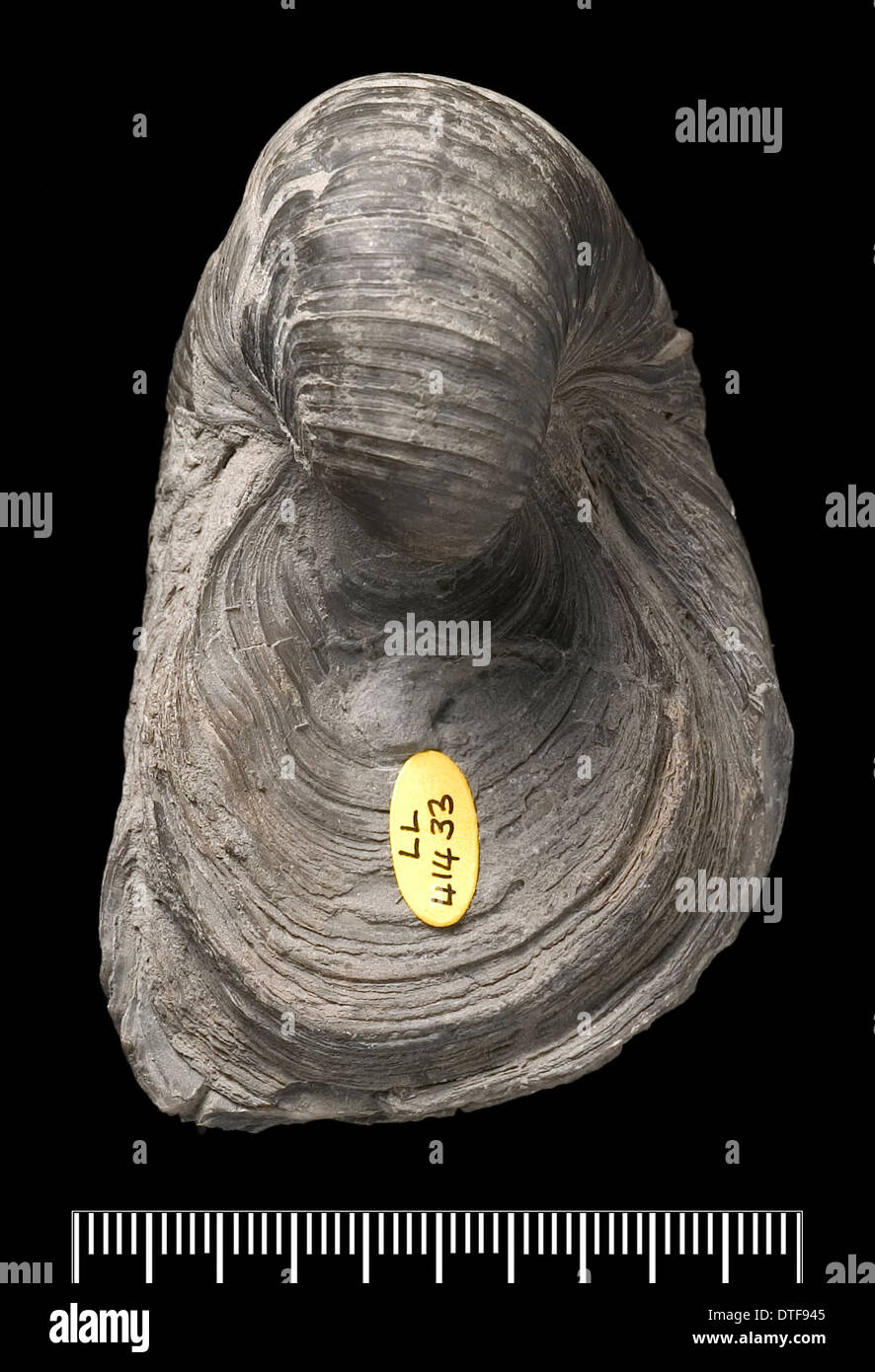 Oyster fossil hi-res stock photography and images - Alamy