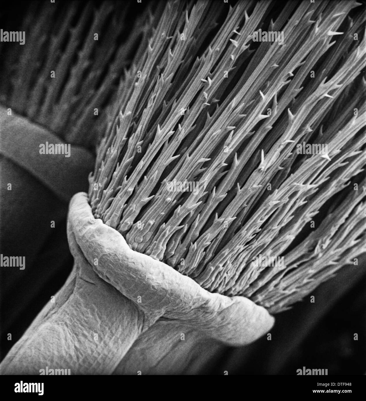 Dicotyledon microscope hi-res stock photography and images - Alamy