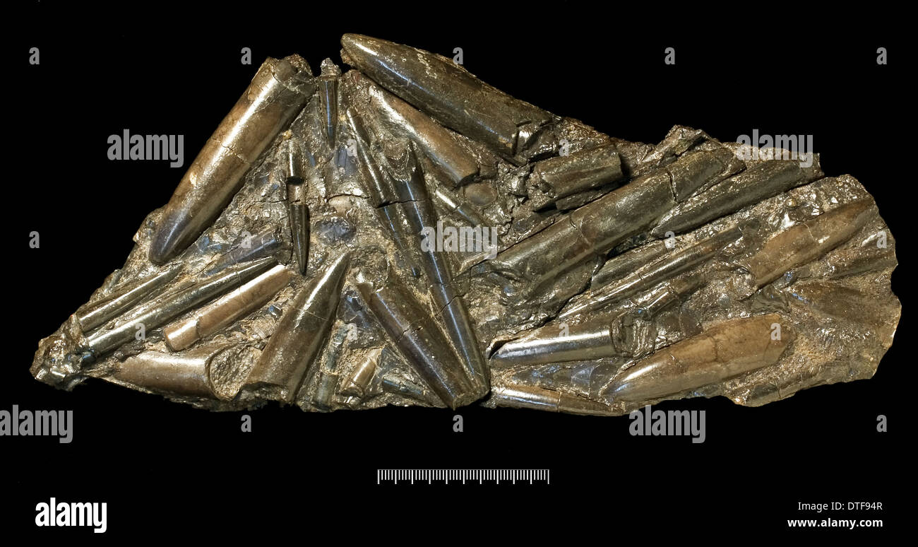 Cephalopoda fossil cephalopod hi-res stock photography and images - Alamy