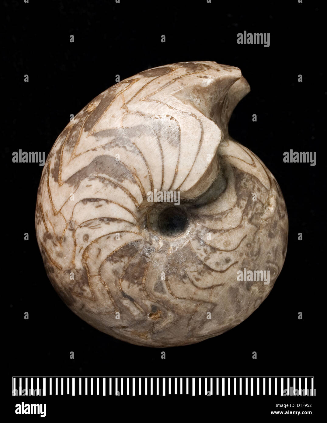 Goniatites hi-res stock photography and images - Alamy