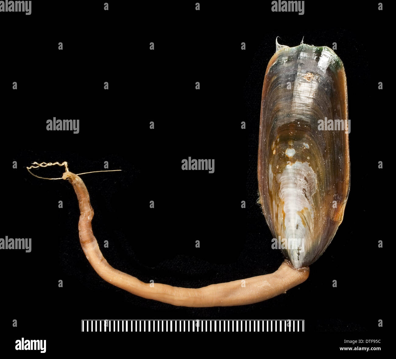 Lingula, a brachiopod Stock Photo - Alamy