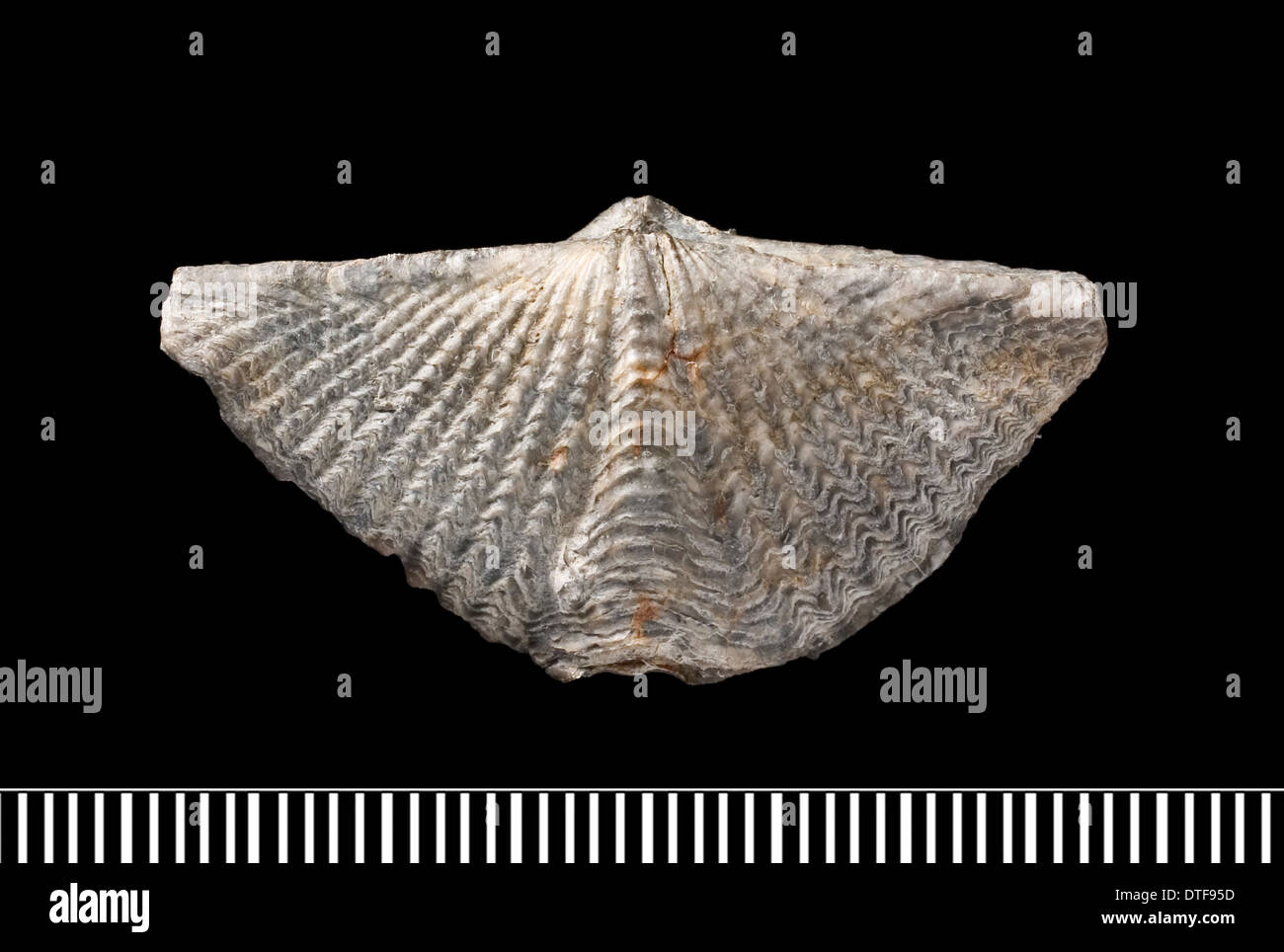 Spiriferid fossil hi-res stock photography and images - Alamy