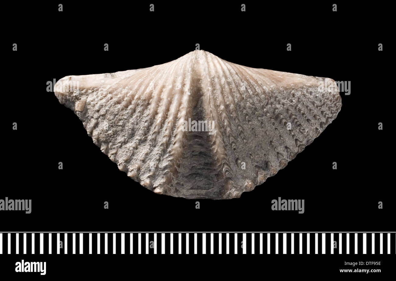 Mucrospirifer, a fossil brachiopod Stock Photo - Alamy