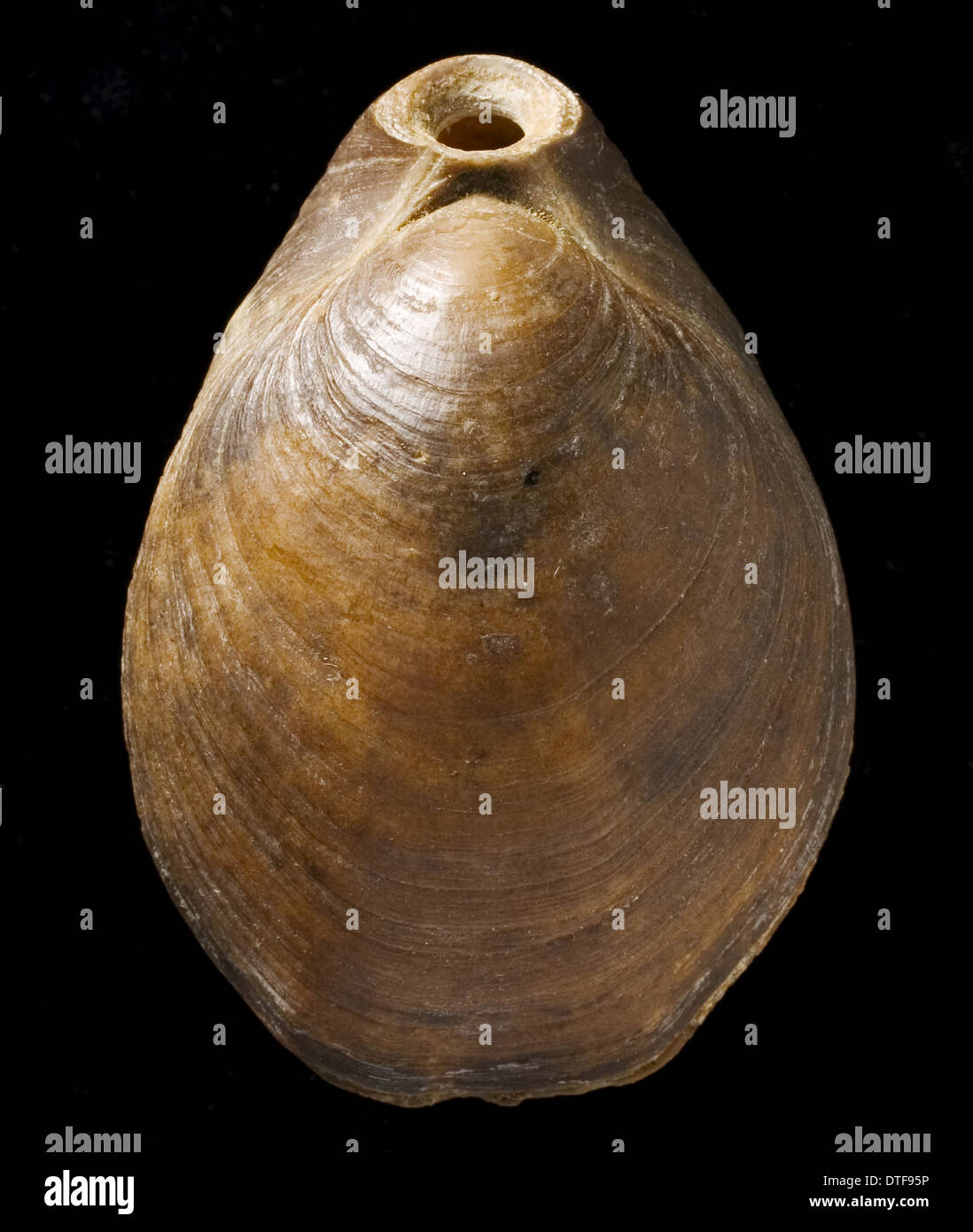 Terebratula, a fossil brachiopod Stock Photo: 66719346 - Alamy