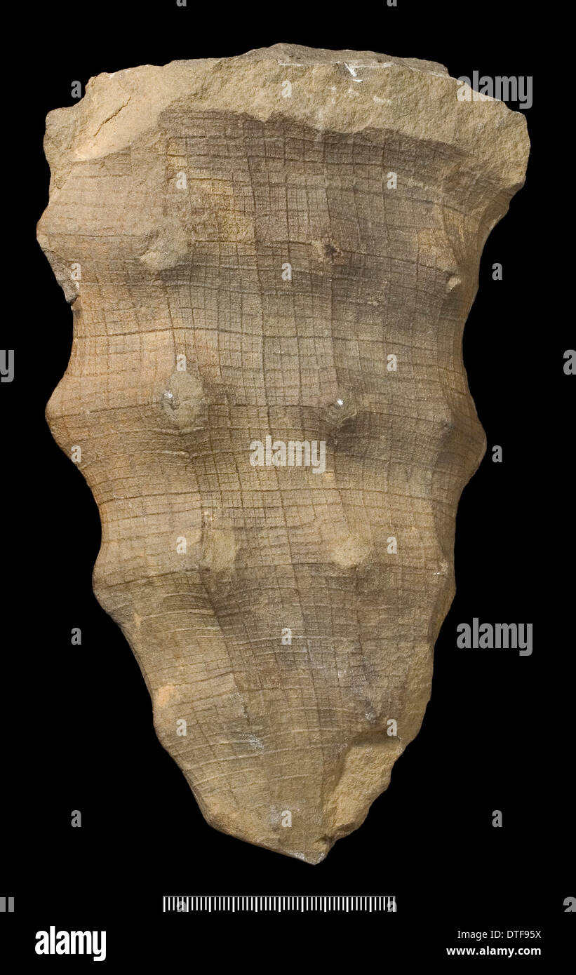 Fossil sponge hi-res stock photography and images - Alamy