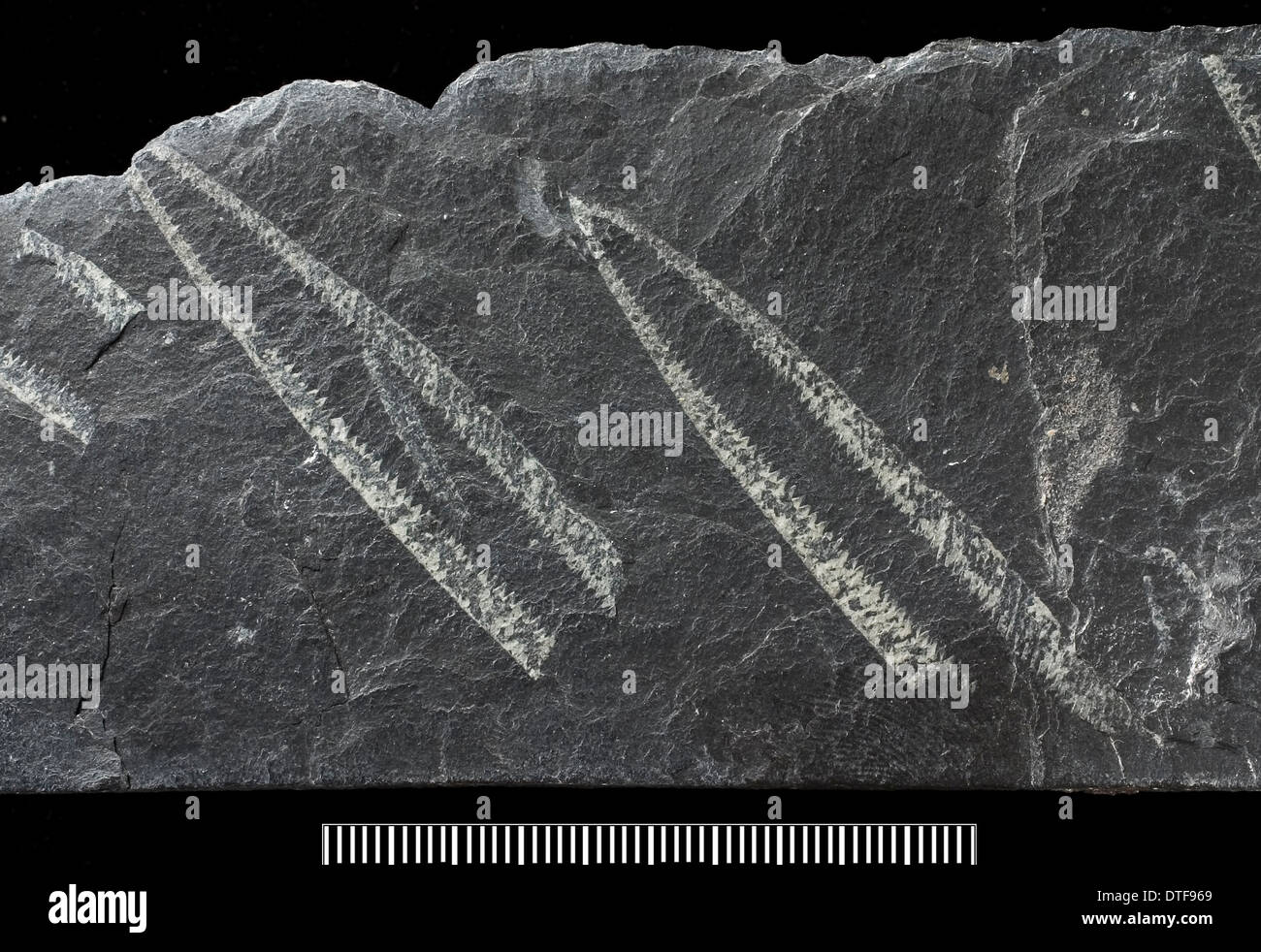 Graptolite hi-res stock photography and images - Alamy