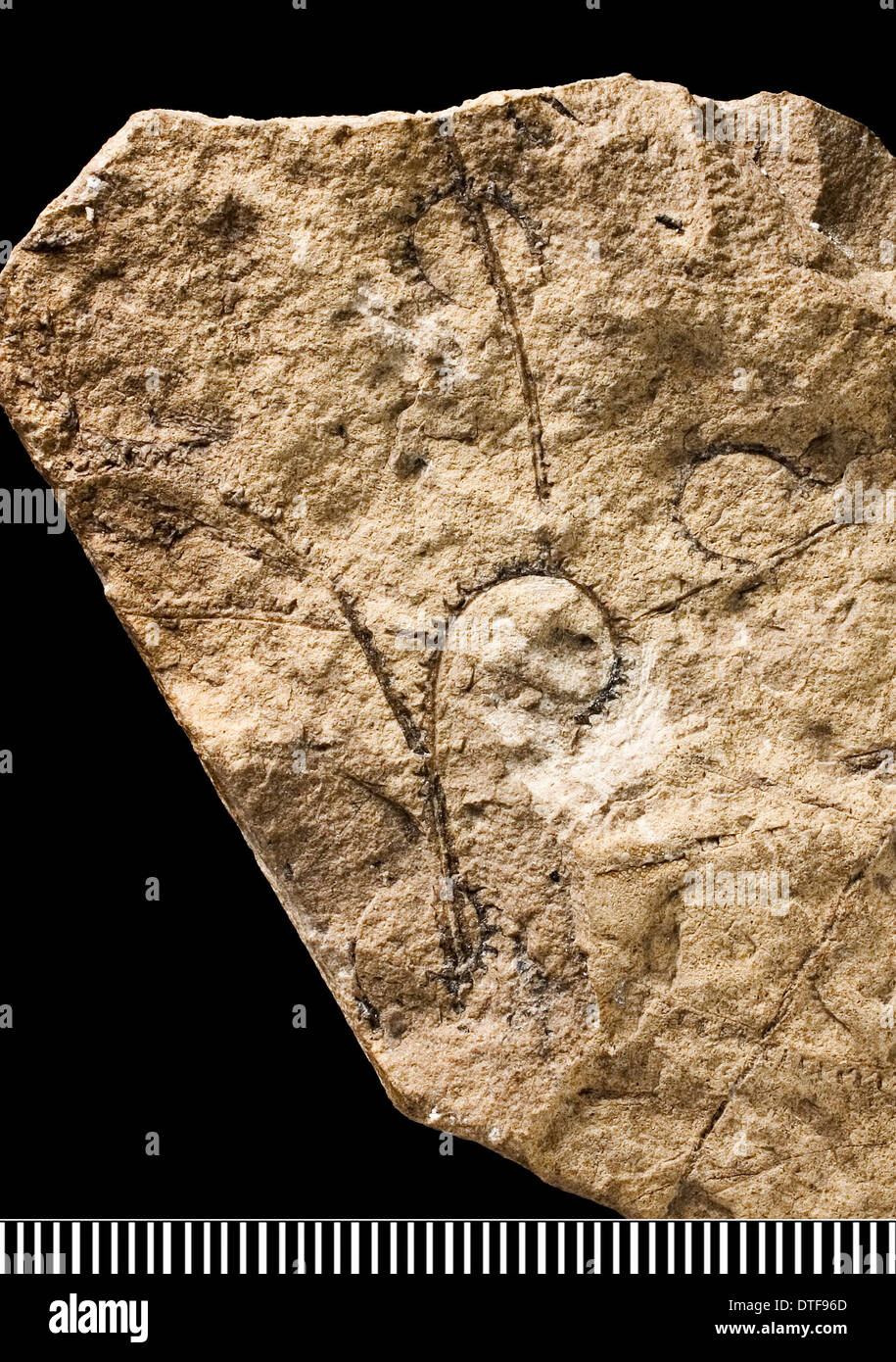 Graptolite hi-res stock photography and images - Alamy