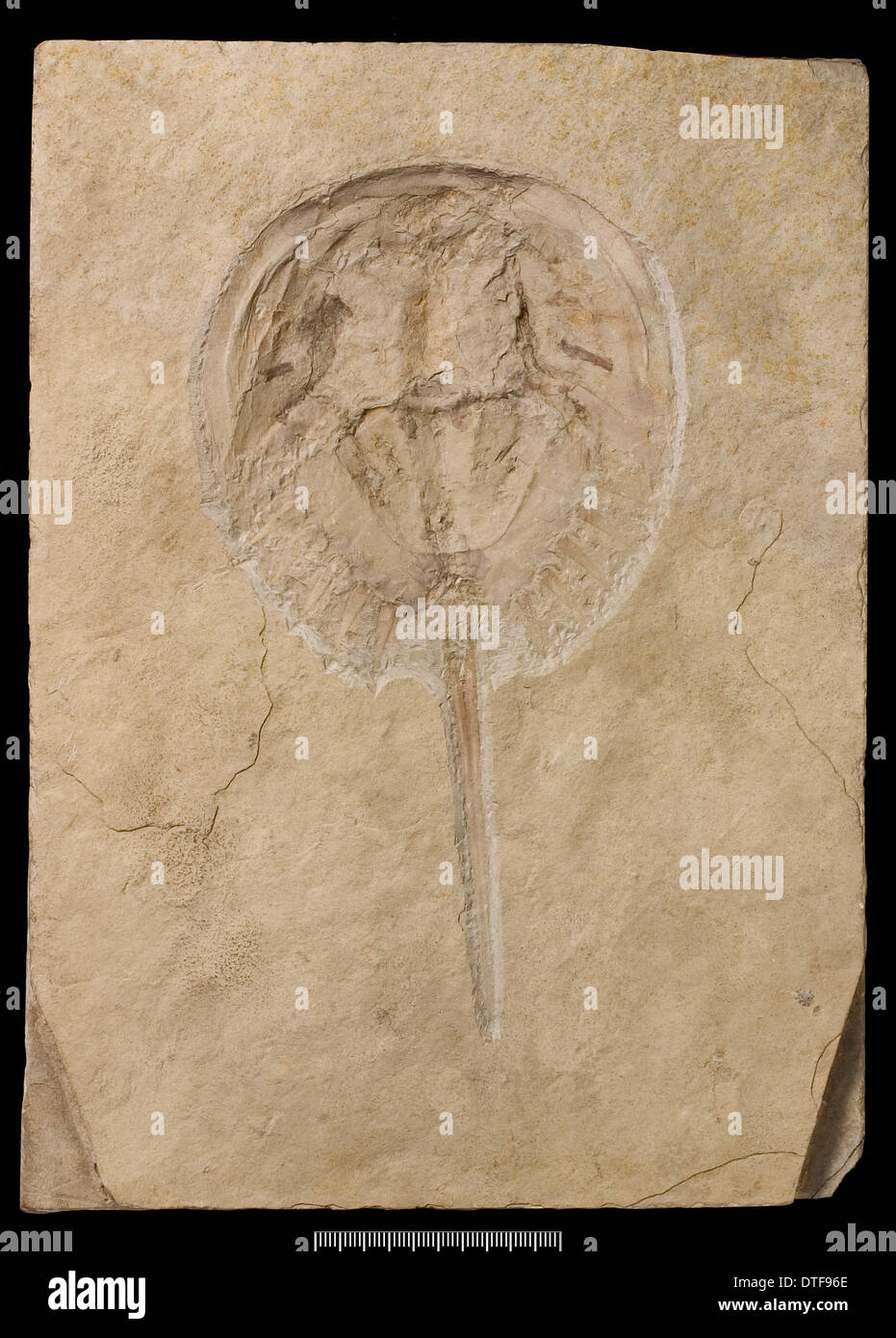 Mesolimulus, a fossil horseshoe crab Stock Photo - Alamy