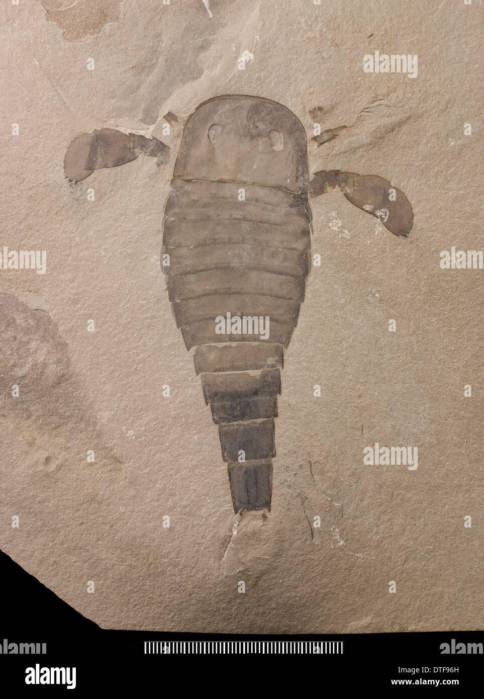 Eurypterid hi-res stock photography and images - Alamy