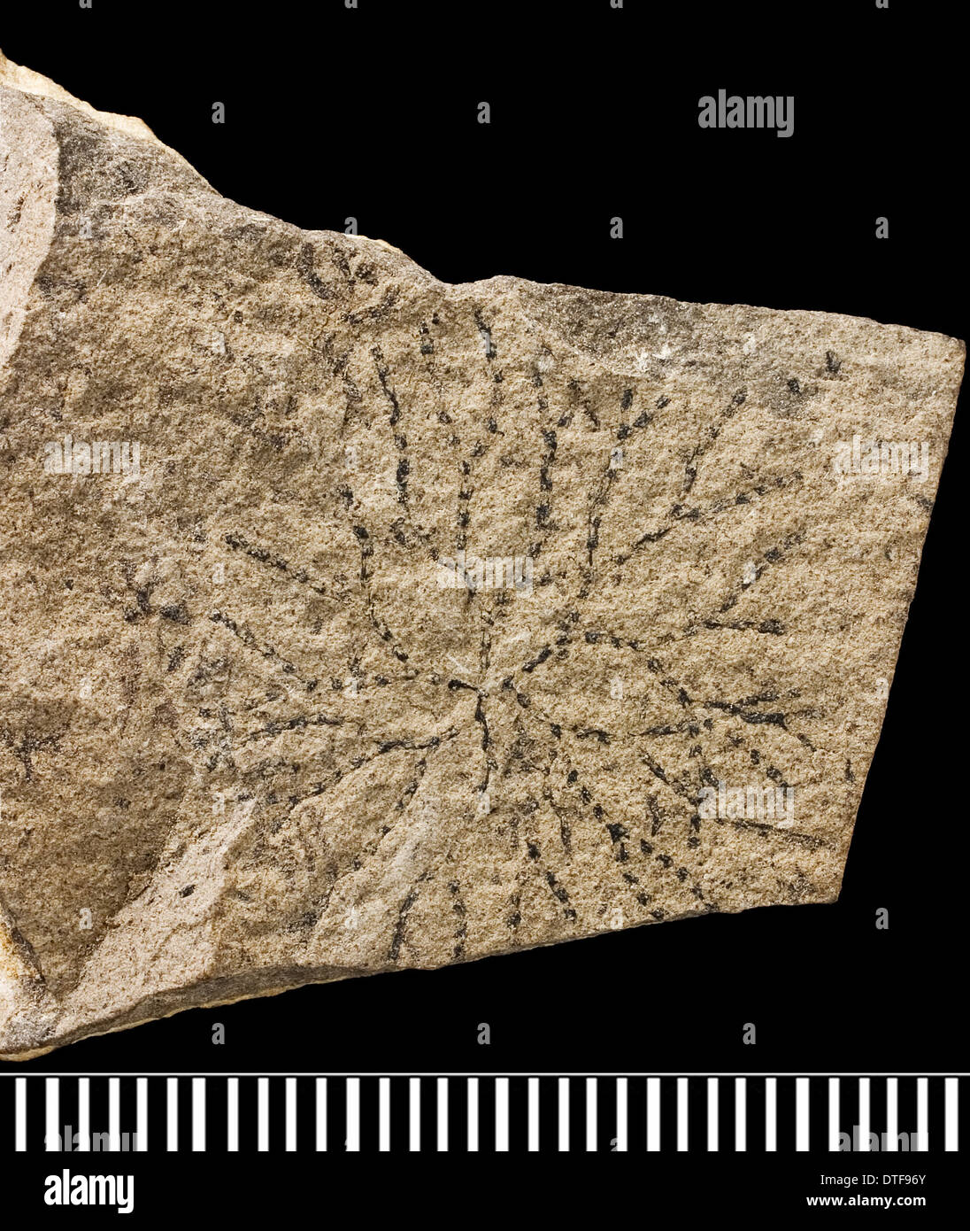 Graptolite hi-res stock photography and images - Alamy