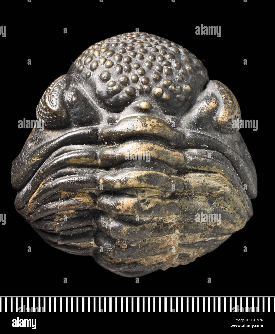 Phacops hi-res stock photography and images - Alamy