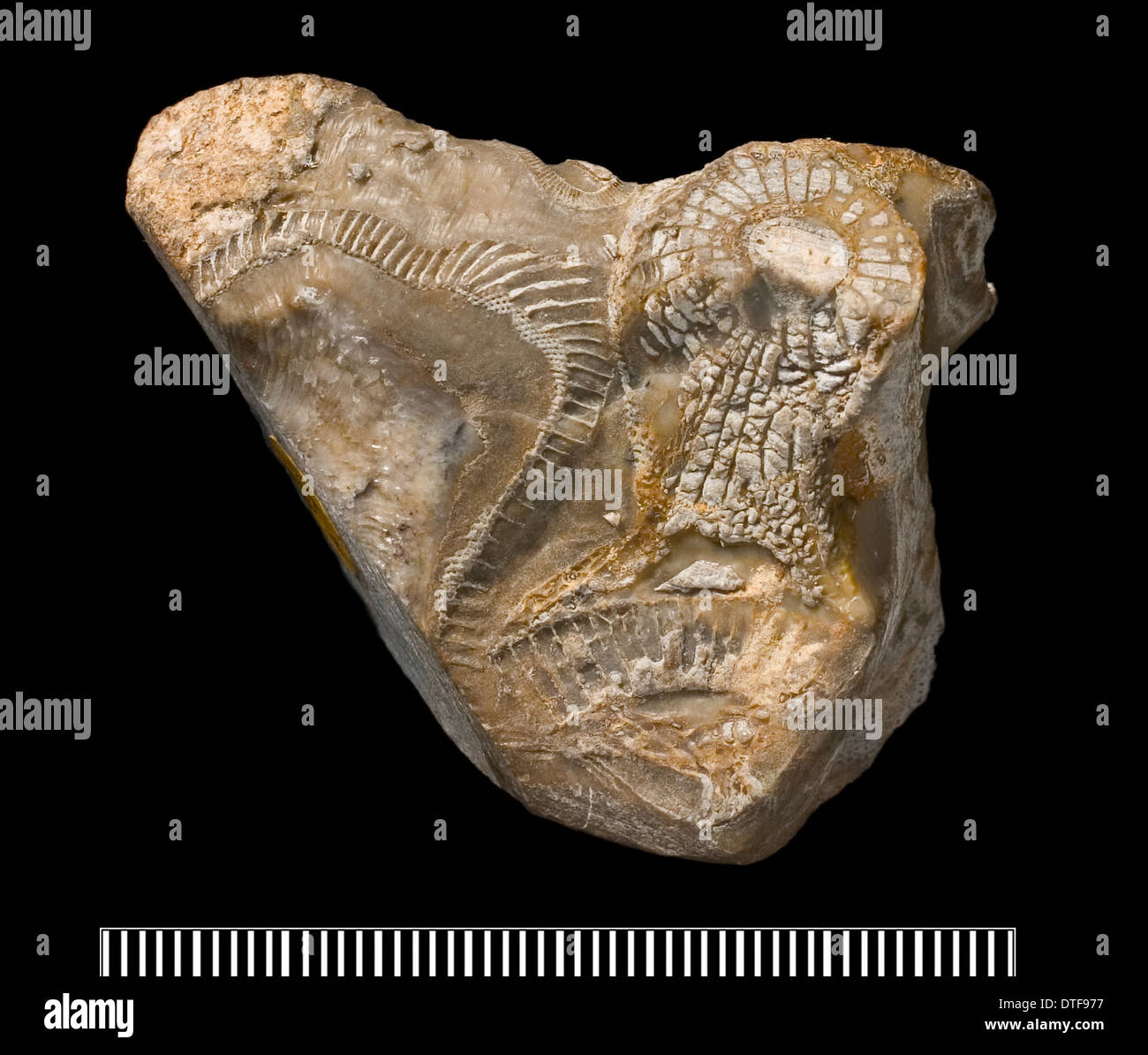 Fossil Sponge High Resolution Stock Photography and Images - Alamy